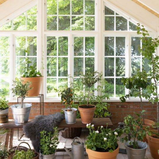 Trädgårdsingenjörens bästa tips för odling i orangeriet | Qvesarum